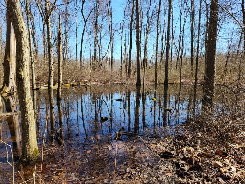 Vernal Pools Reveal Valuable Information About Salamanders