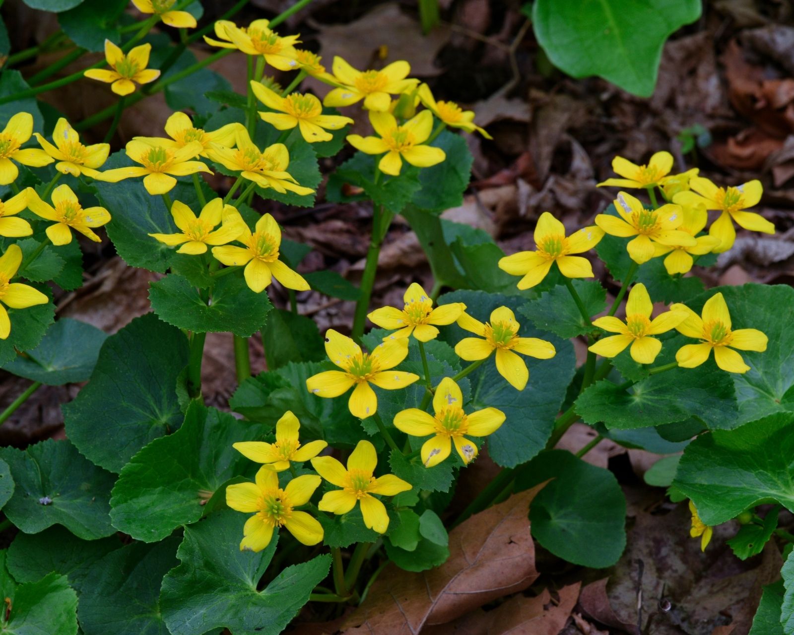 10 Spring Wildflowers of Summit Metro Parks
