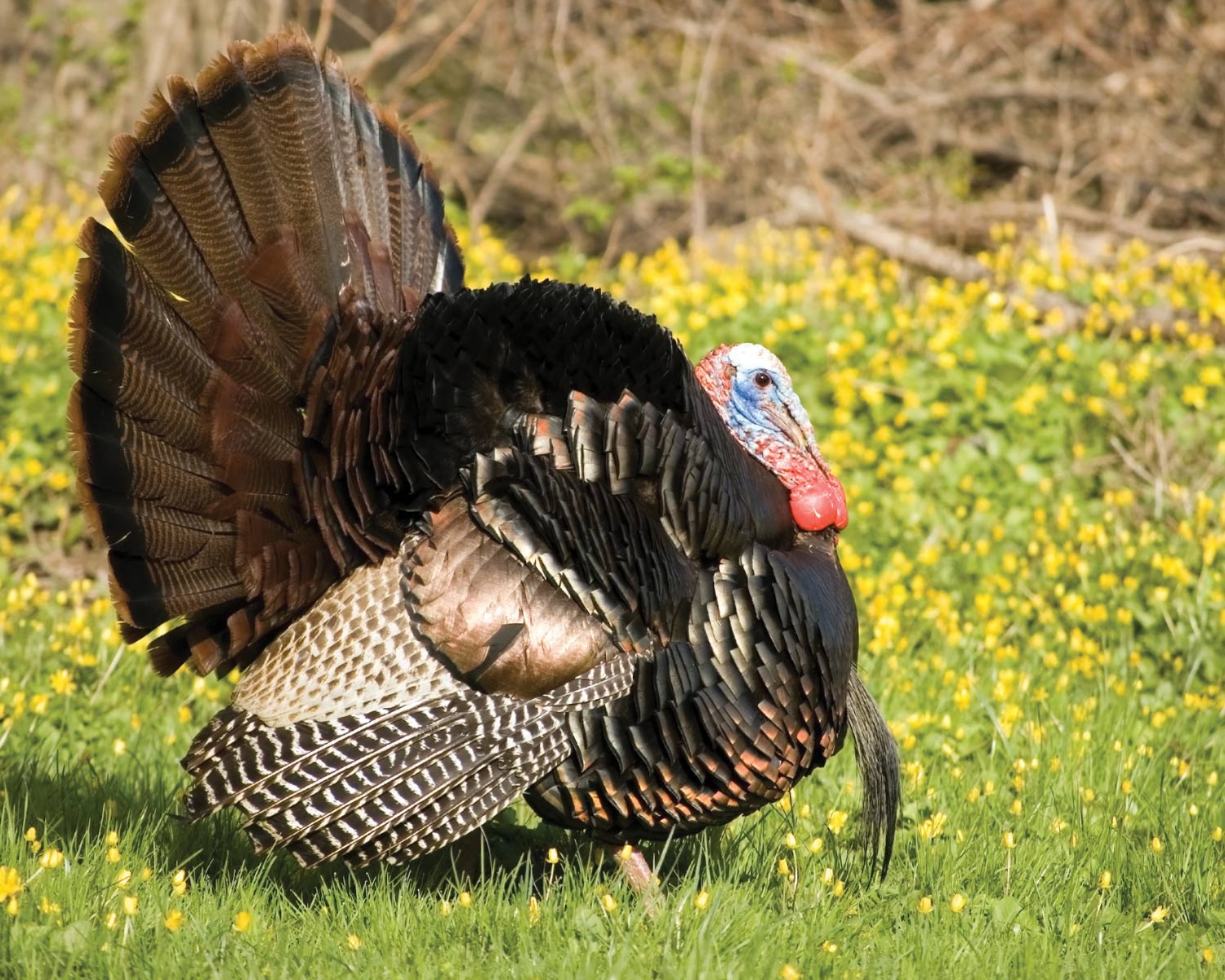 A Turkey Tale | Restoration of Wild Turkeys in Ohio
